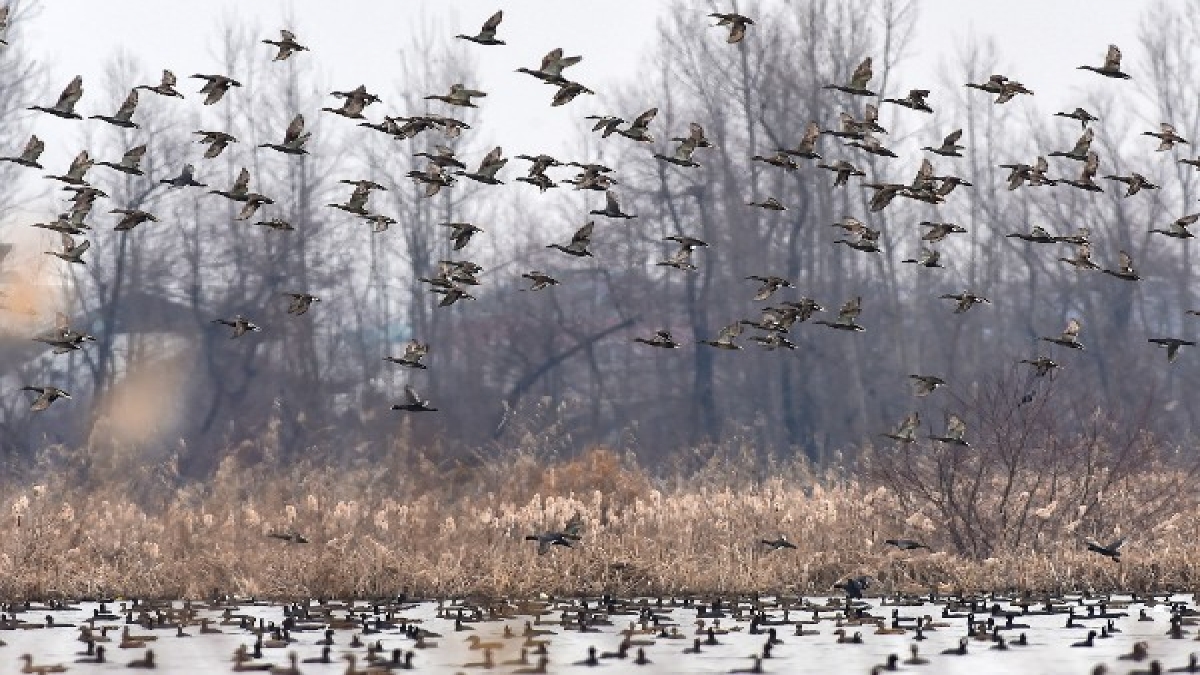 List of Ramsar Sites in India: Ramsar Convention on Wetlands in India ...