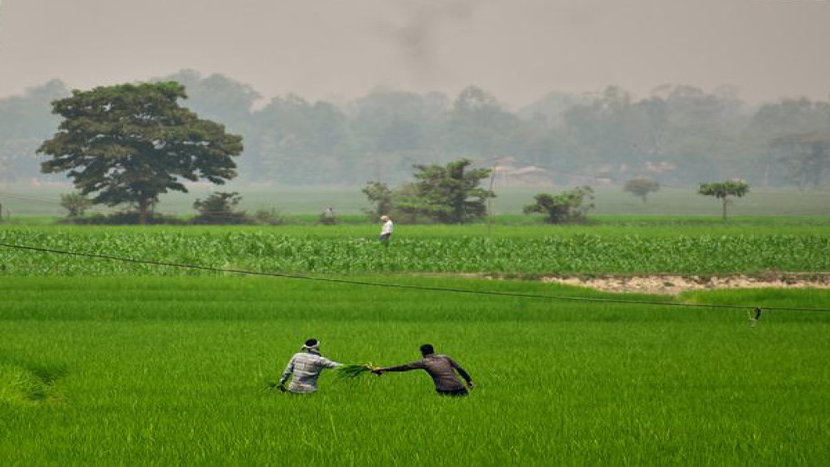 Agricultural Revolutions in India: Green, Golden, Blue & Yellow ...