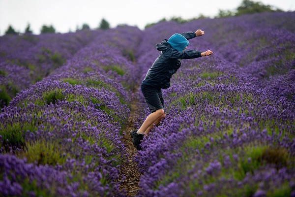 Purple Revolution: How Jammu and Kashmir farmers are benefitting from ...