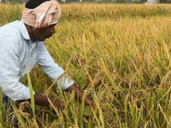 Kisan Diwas: National Farmers’ Day a Day to Honour and Remember the ...
