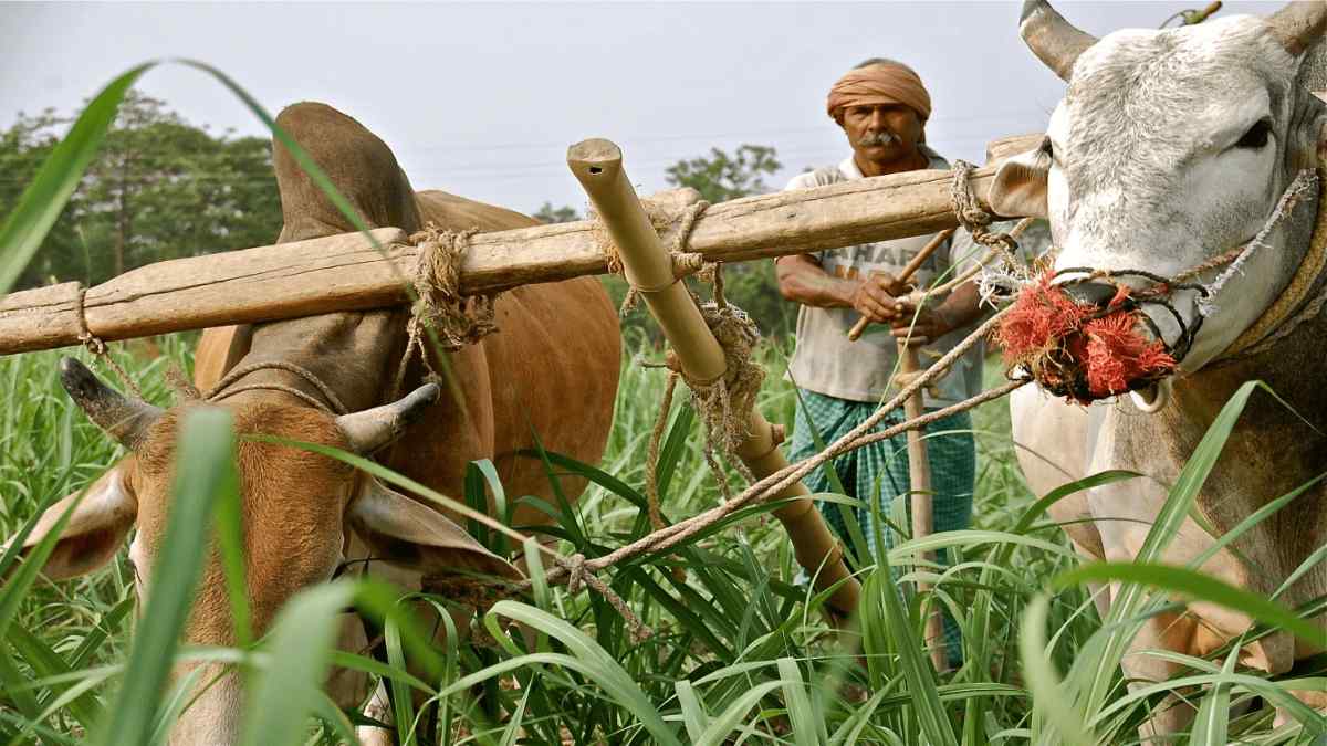 BA in Rural Studies: Scope, Best Colleges, and Admission Details ...