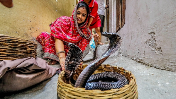 Essay on Nag Panchami 2023 - Careerindia