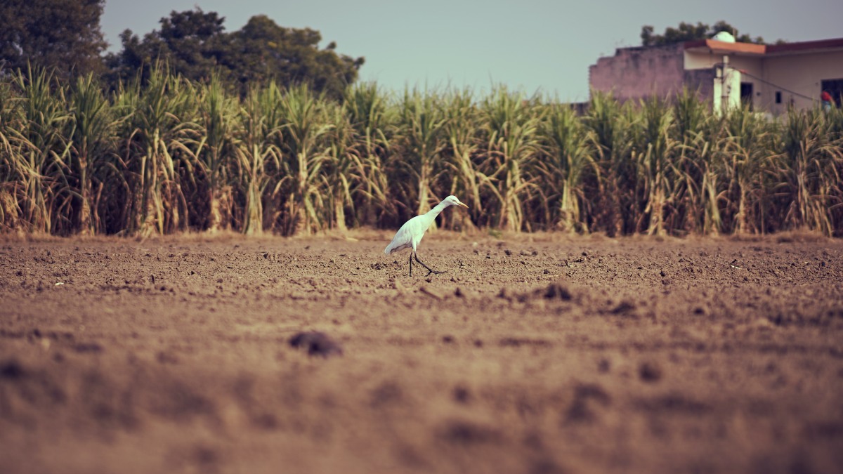 India to lead global sugar sector in International Sugar Organisation ...