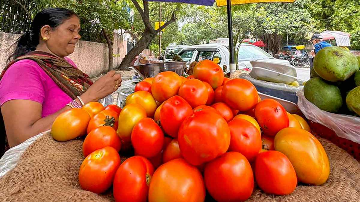 Look Back 2023: Tomato Prices Soared by 700% - Know the Scientific ...